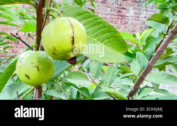 Guava tree branches Stock Videos & Footage - HD and 4K Video Clips - Alamy