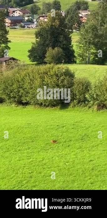 A roe deer is darting through a vibrant green field surrounded by dense ...