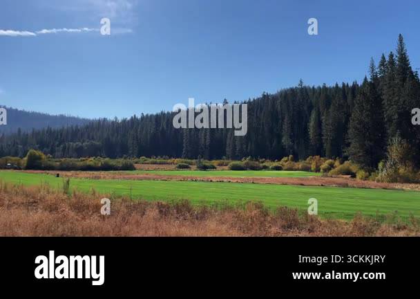Scenic natural meadow with lush green grass, tree wall background, and ...
