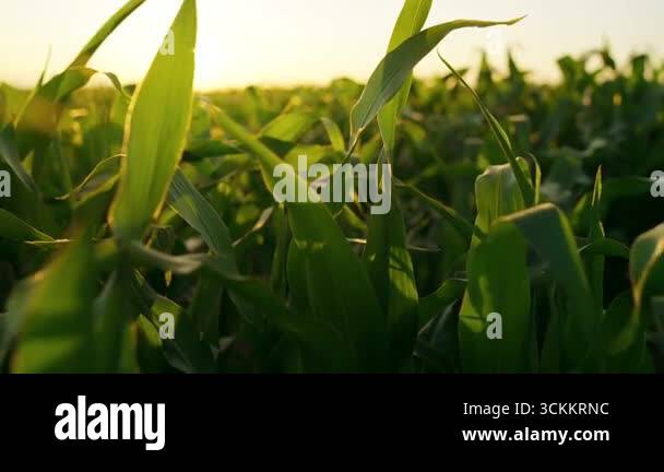 A captivating and enchanting view of vibrant corn plants bathed in the ...