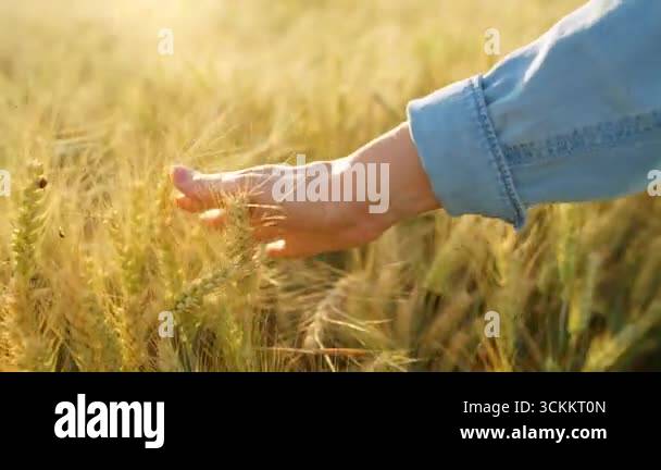 Female hand softly brushes through golden waves of wheat, capturing the ...