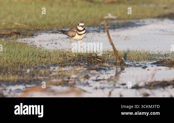 Killdeer (Charadrius vociferus) feeding on a large green insect, likely ...