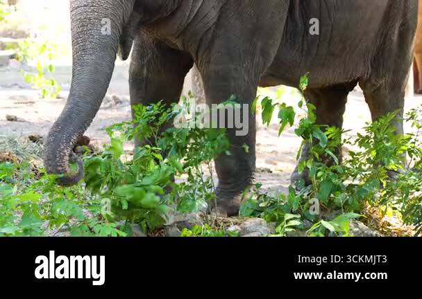 Elephant eating plants in a natural setting Stock Video Footage - Alamy