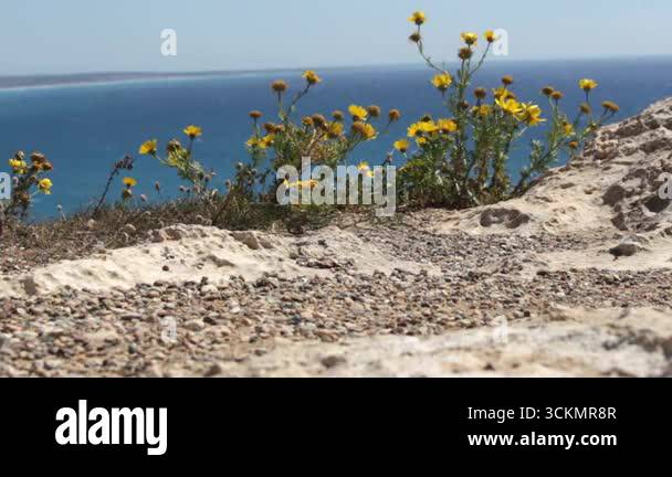 Cyprus wildflowers Stock Videos & Footage - HD and 4K Video Clips - Alamy