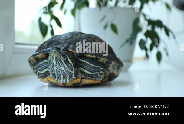 Woman stroking turtle window sill Stock Videos & Footage - HD and 4K ...
