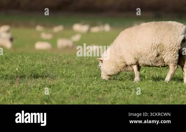 A Romney sheep grazes peacefully in a lush green field, surrounded by a ...