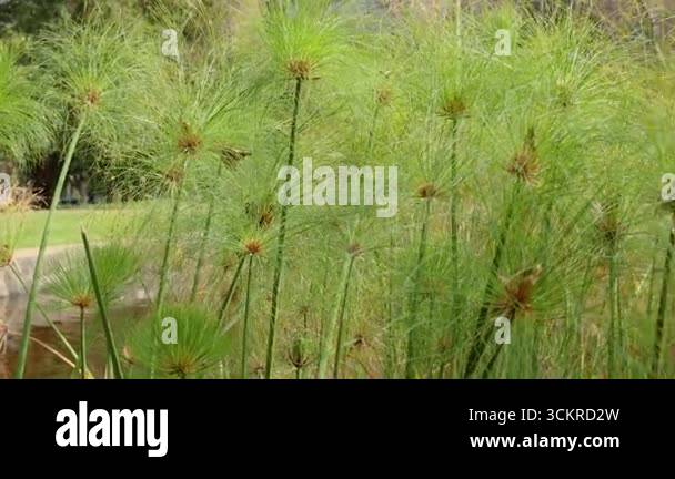 Tall green papyrus plants growing outdoors Stock Video Footage - Alamy