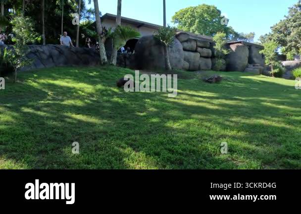 Wombat moving around grassy zoo enclosure Stock Video Footage - Alamy