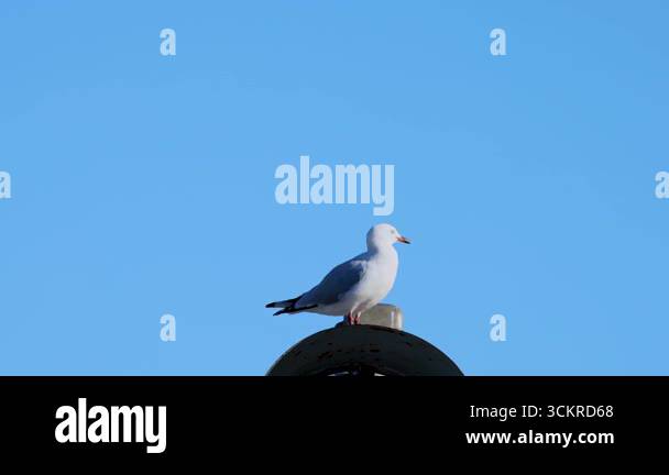 A seagull sits atop a post under a bright blue sky in Akaroa, New ...