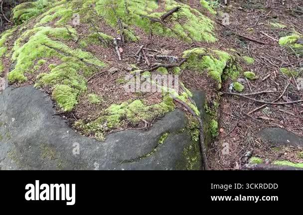 Forest slope moss overgrown Stock Videos & Footage - HD and 4K Video ...