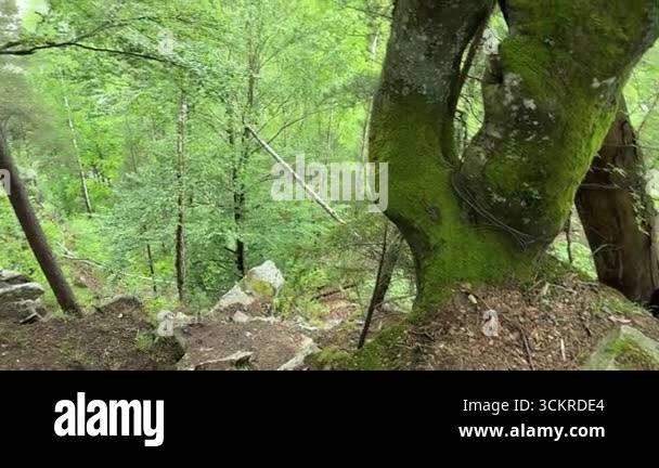 Section of forest on steep mountain slope in overcast day Stock Video ...