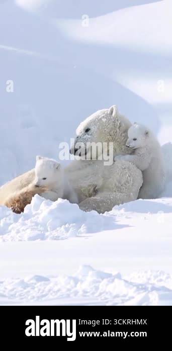 A very unique polar bear with pure white fur and a habitat in the snowy ...