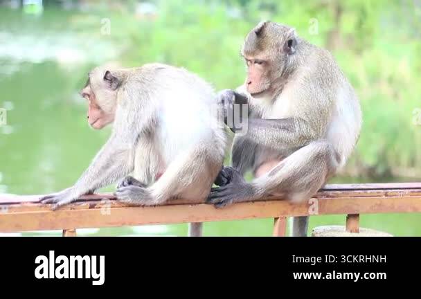 Crab-eating macaque monkeys grooming on a wooden rail by a tropical ...