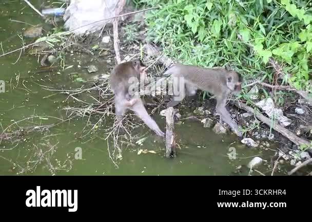 Two long-tailed macaques walk cautiously in shallow lake water at the ...