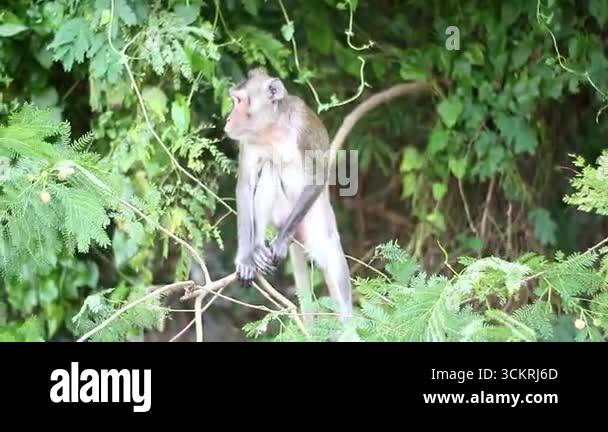Wild long-tailed macaque sits on a tree near a tropical rainforest lake ...