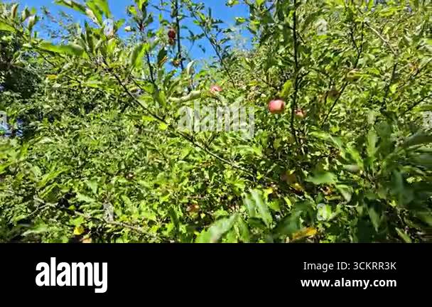 A tree with many apples on it. The apples are green and red. The tree ...