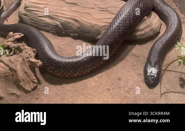 Eastern brown snake (Pseudonaja textilis).It's considered the world's ...