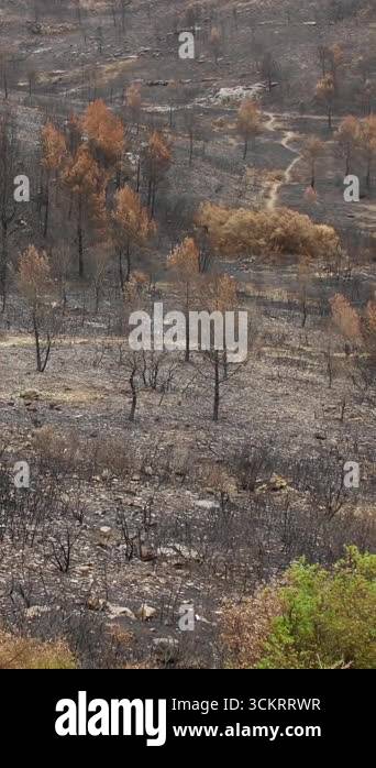 Burnt forest area showing the aftermath of a wildfire, with some ...