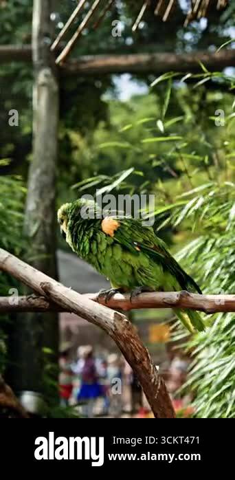 Bright parrot sits on a branch in an aviary. Zoo with large parrots ...