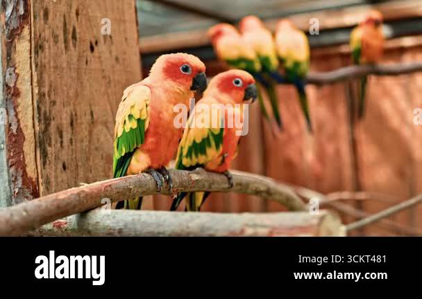 Multicolored bright parrots sit on a branch in the zoo. Orange parrots fly and live in a cage in ...