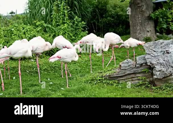 Big pink flamingos in the city zoo. Flamingos with long legs stand in ...