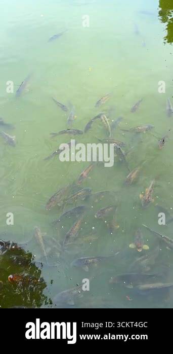 A serene pond, beautifully filled with an array of colorful fish ...