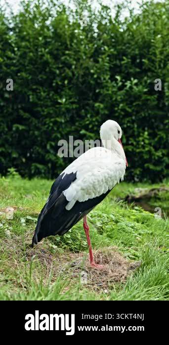 Bird farm with great white herons. Stork standing on one leg on the ...