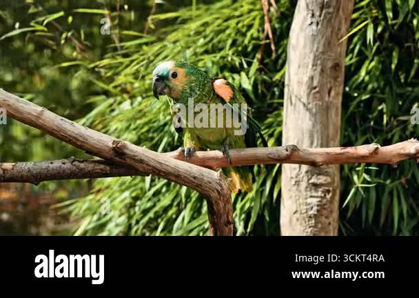 Bright parrot sits on a branch in an aviary. Zoo with large parrots ...