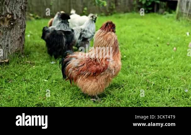 Big fluffy chickens walking in the zoo enclosure. Domestic animals ...