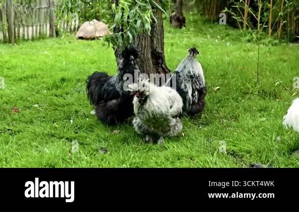 Big fluffy chickens walking in the zoo enclosure. Domestic animals ...