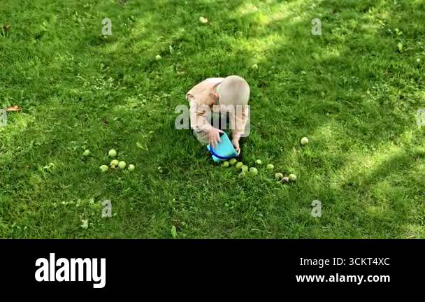 Asian toddler boy playing on the playground in the grass. Child picking nuts on the lawn in the ...