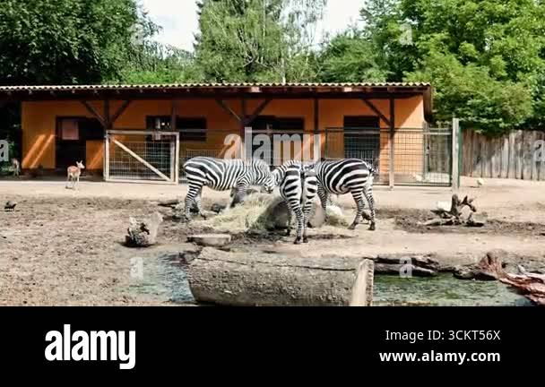 Cute zebras walking in their enclosure at the zoo. Zebras live in the zoo. Zebras walking freely ...
