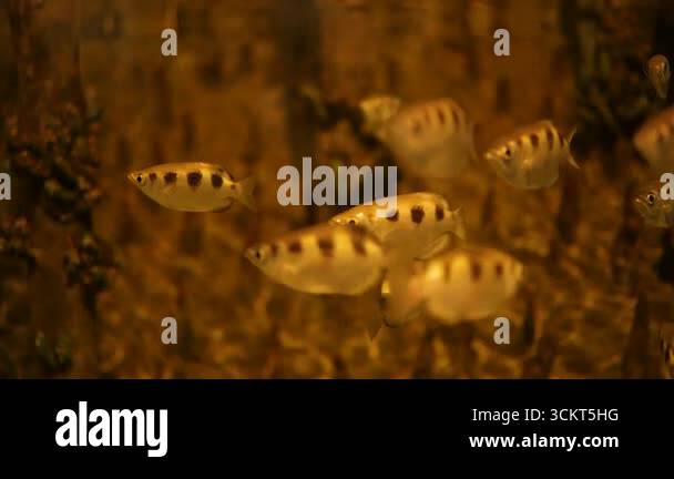 Closeup of small tropical fish swimming in aquarium Stock Video Footage ...