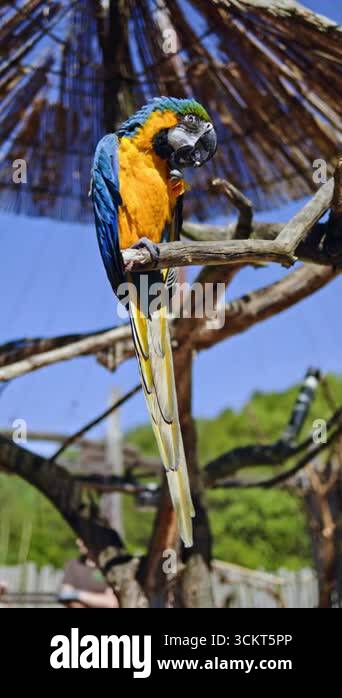 Bright large tropical parrots Stock Videos & Footage - HD and 4K Video ...