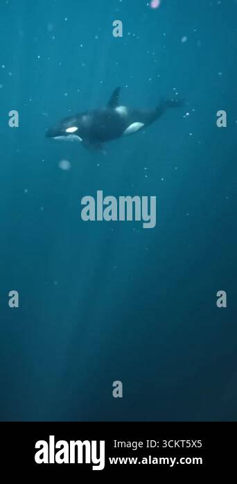 Orca whale in the sea Stock Video Footage - Alamy