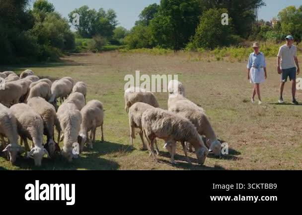 Farmer family walking together with a flock of sheep returning to the ...