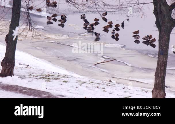 Waterfowl resting and swimming on partially frozen urban river ...