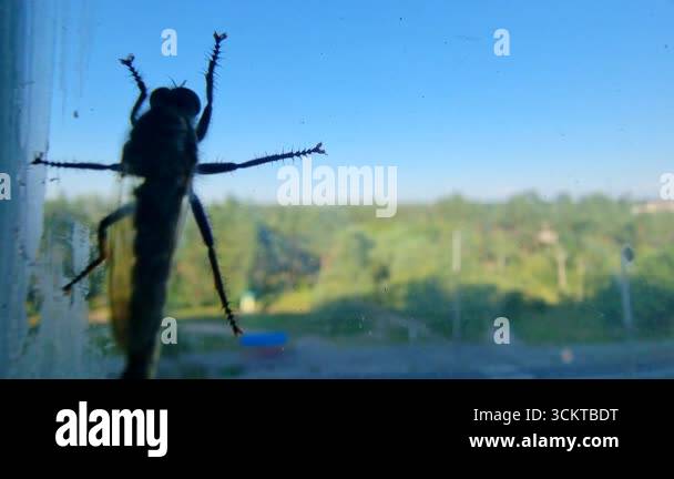 Bristly abdomen Stock Videos & Footage - HD and 4K Video Clips - Alamy
