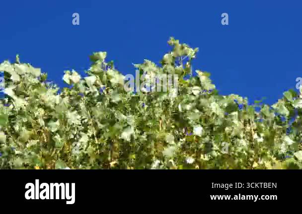 Poplar tree branches displaying vibrant yellow foliage against clear ...