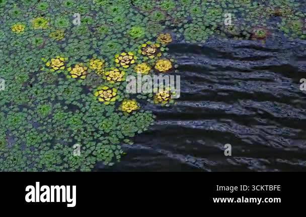 Dark water surface revealing intricate aquatic plant patterns, creating ...
