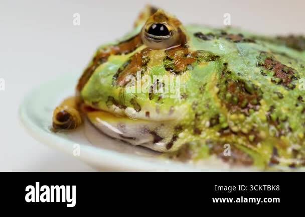 A horned frog eats a superworm on a white plate, captured in close-up ...