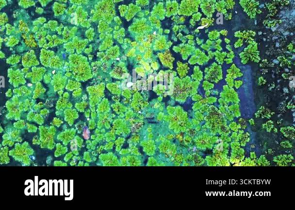 Dense green algae overtaking water surface, signaling severe ...