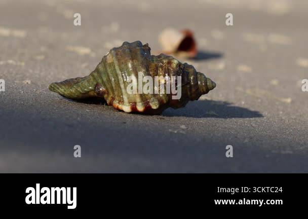 Seashell surface Stock Videos & Footage - HD and 4K Video Clips - Alamy