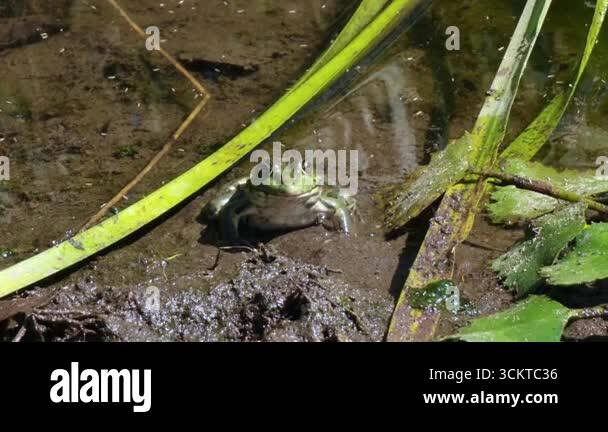 Green frog resting motionless among muddy aquatic vegetation ...
