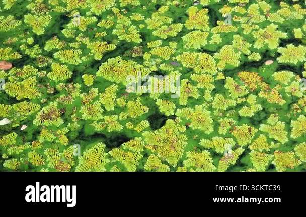 Thick green algal mat blanketing water surface, signaling nutrient ...