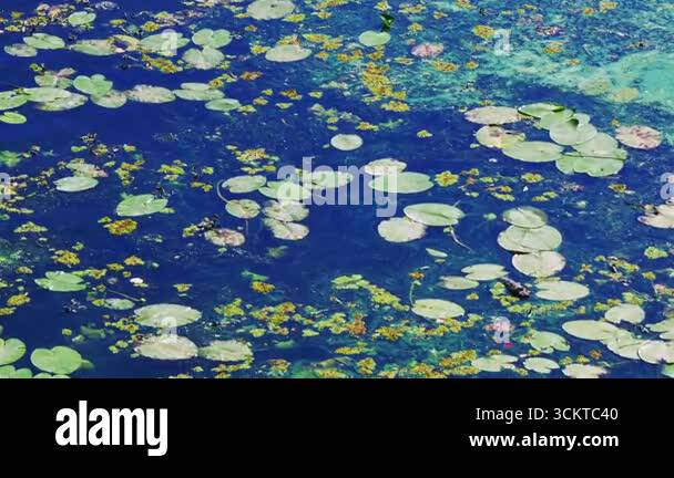 Verdant water lilies and floating algae spreading across blue pond surface, creating serene ...