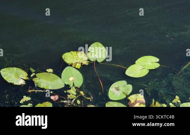 Verdant water lily leaves gently floating alongside emerging yellow ...