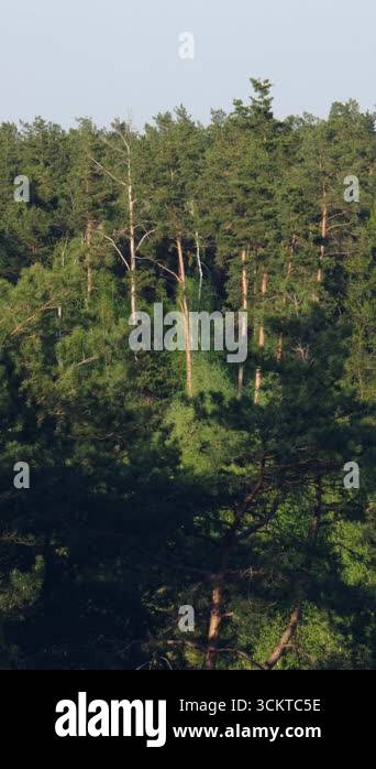 Dense forest canopy viewed from multiple angles, revealing layered ...