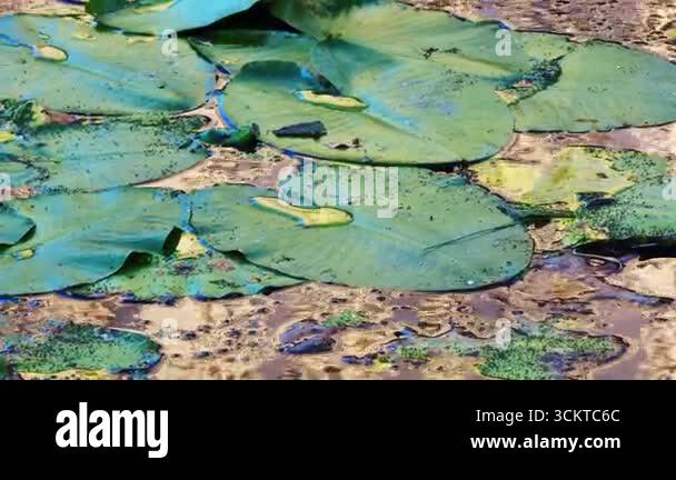 Verdant green water lily pads forming lush textural surface, gently ...