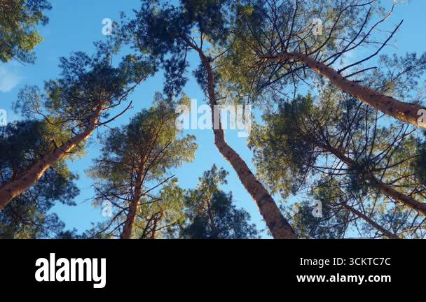 Towering pine trees standing against azure sky, revealing expansive ...